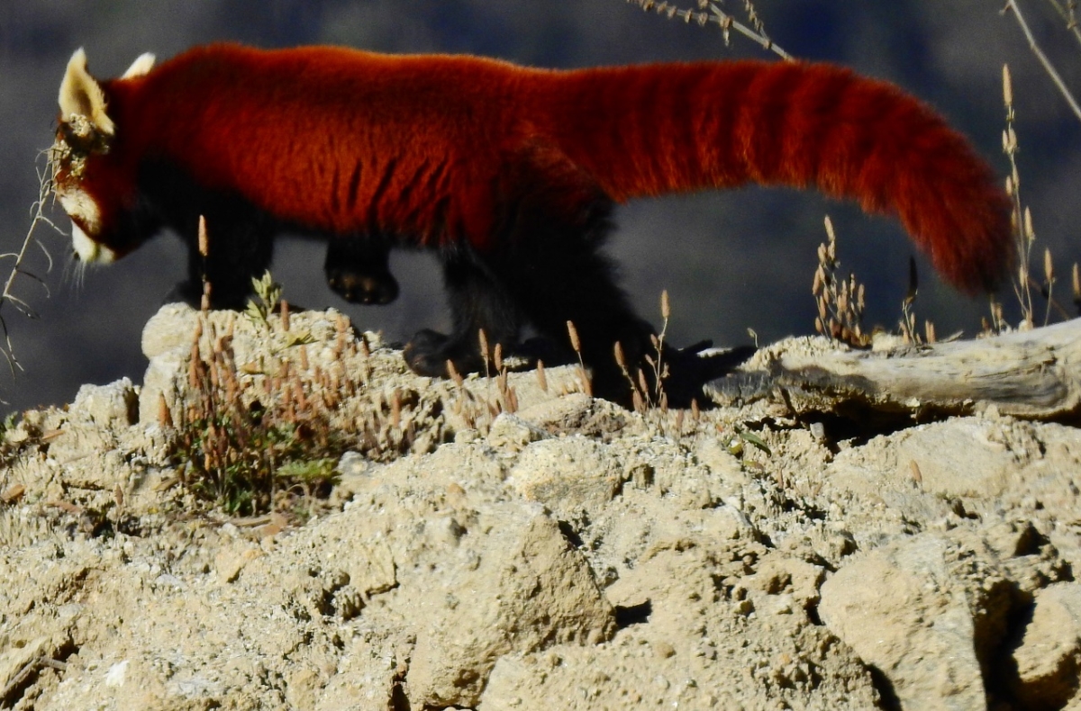 Bhutan - Sichtung eines Red Panda